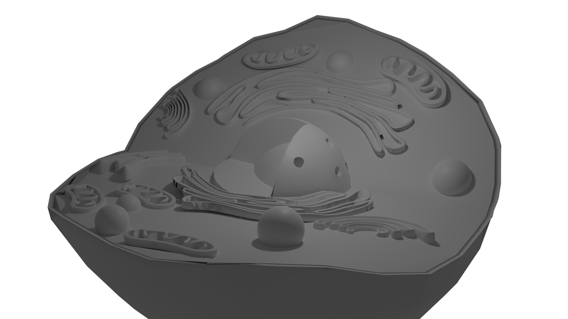 3D Eukaryotic Cell Model - TurboSquid 1716737