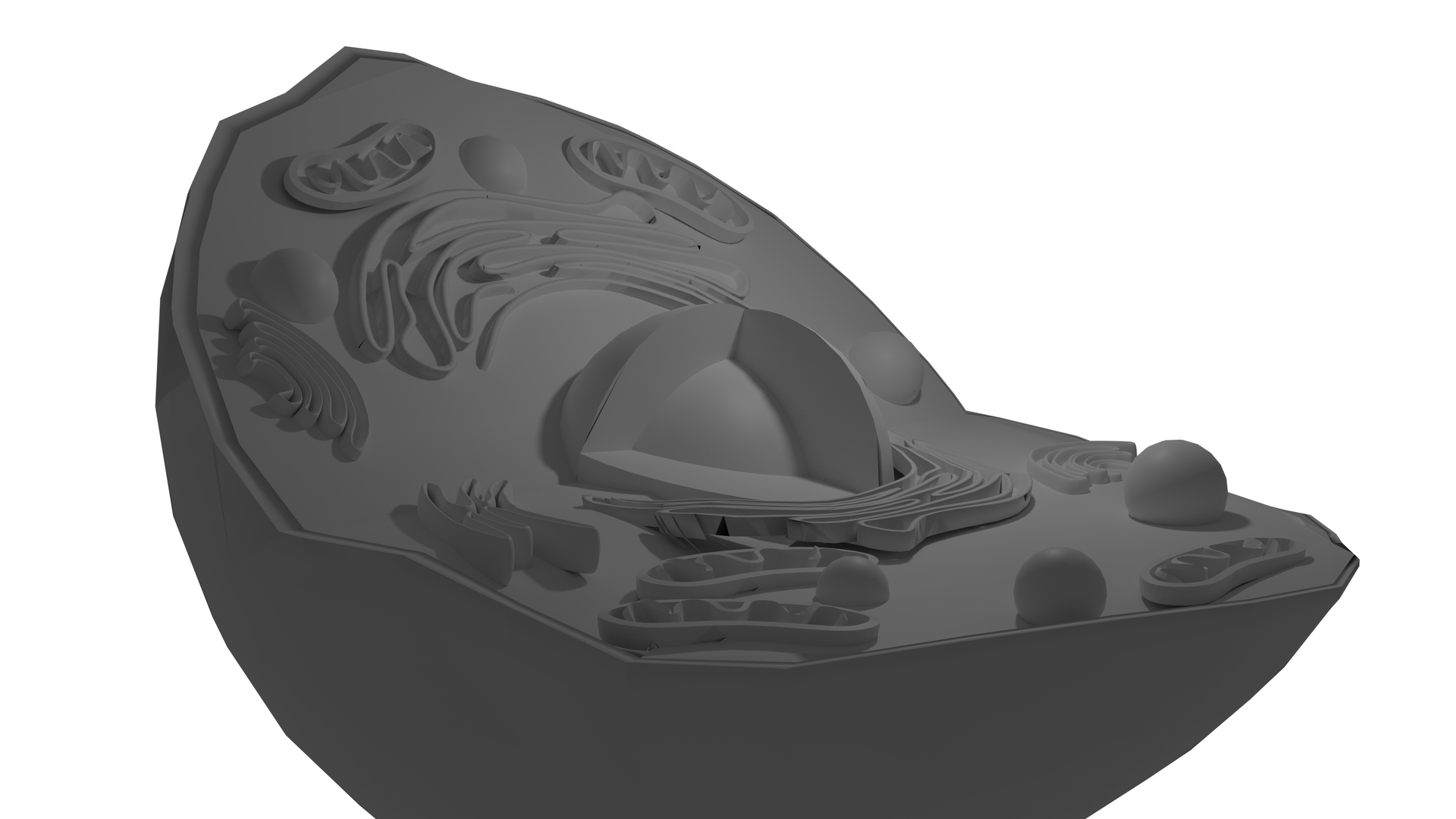 3D eukaryotic cell model - TurboSquid 1716737