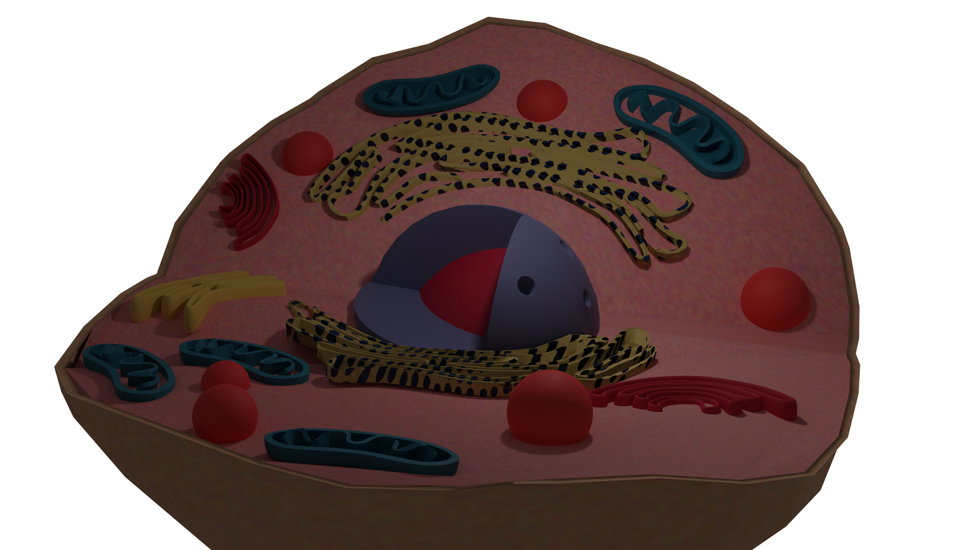 3D eukaryotic cell model - TurboSquid 1716737
