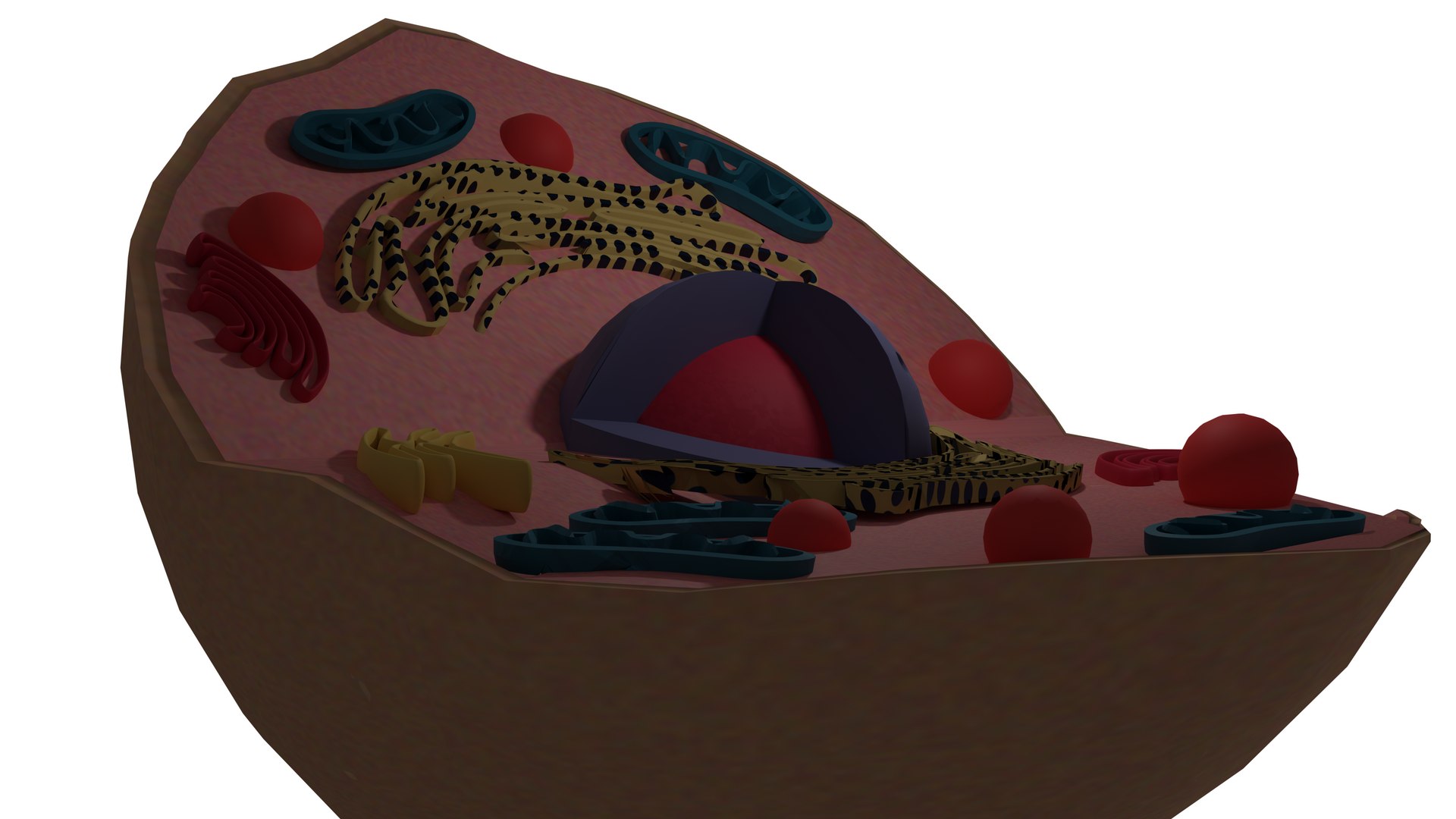 3D Eukaryotic Cell Model - TurboSquid 1716737
