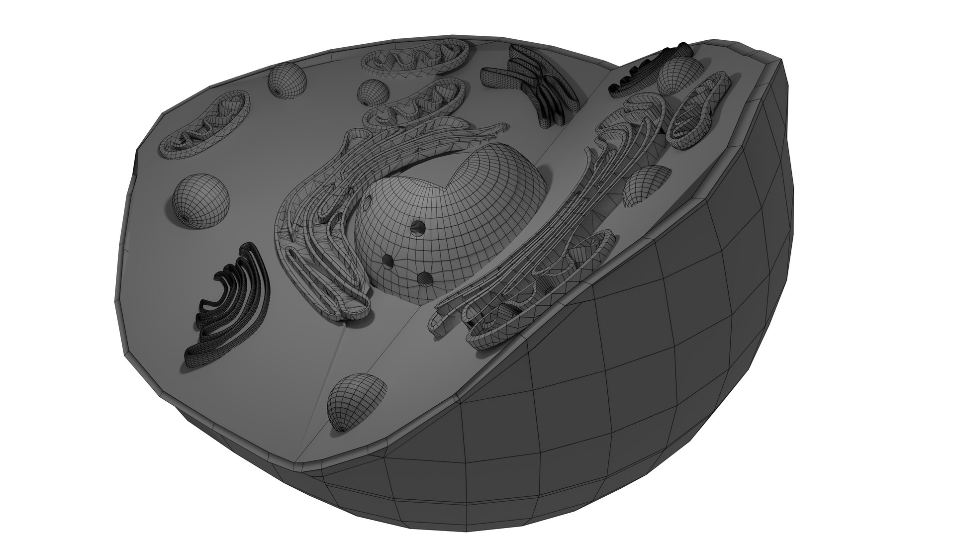 3D Eukaryotic Cell Model - TurboSquid 1716737