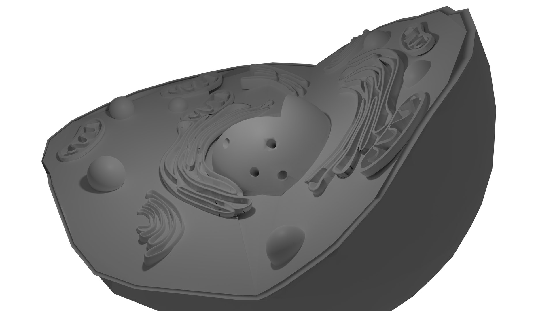 3D Eukaryotic Cell Model - TurboSquid 1716737