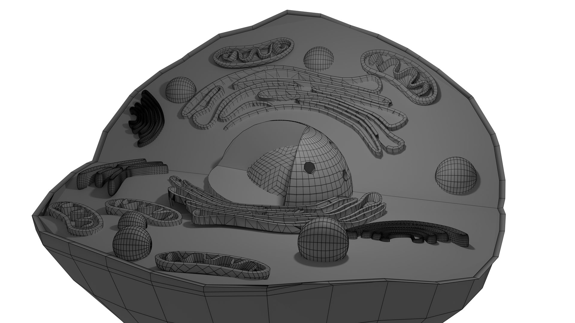 3D eukaryotic cell model - TurboSquid 1716737