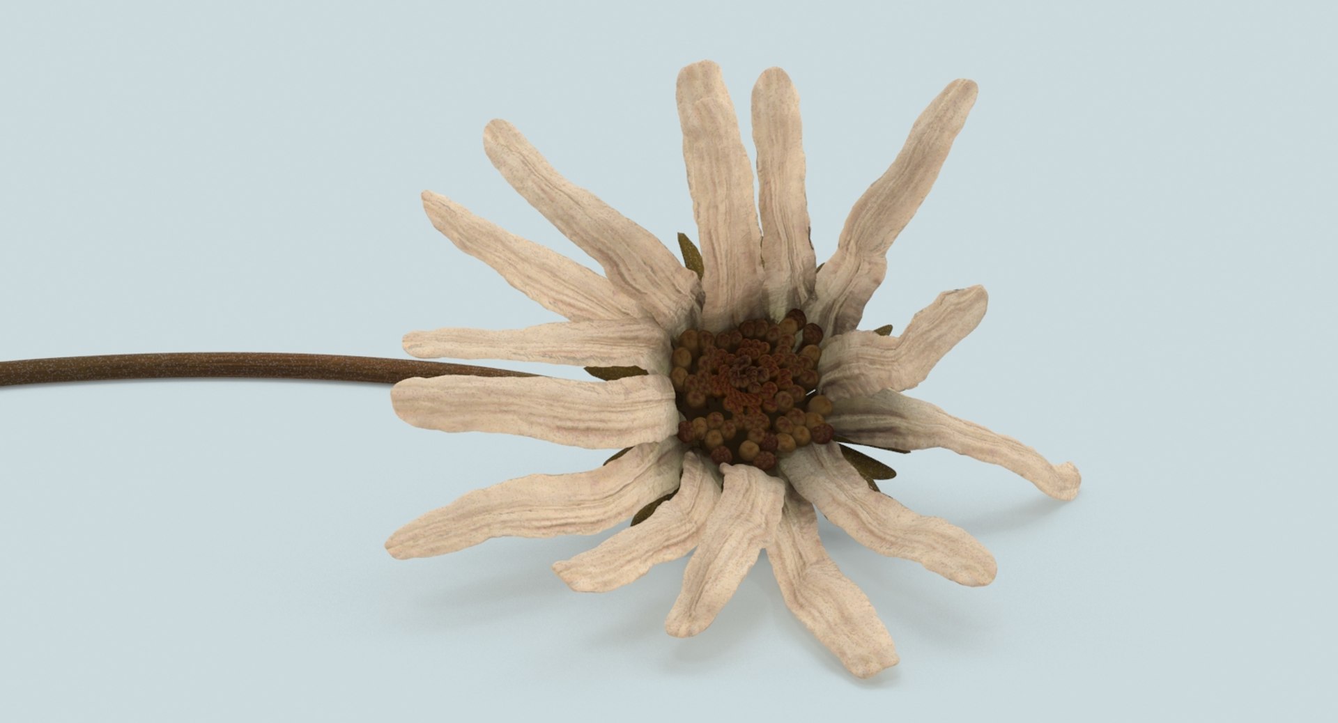 3d model dead daisy laying 02