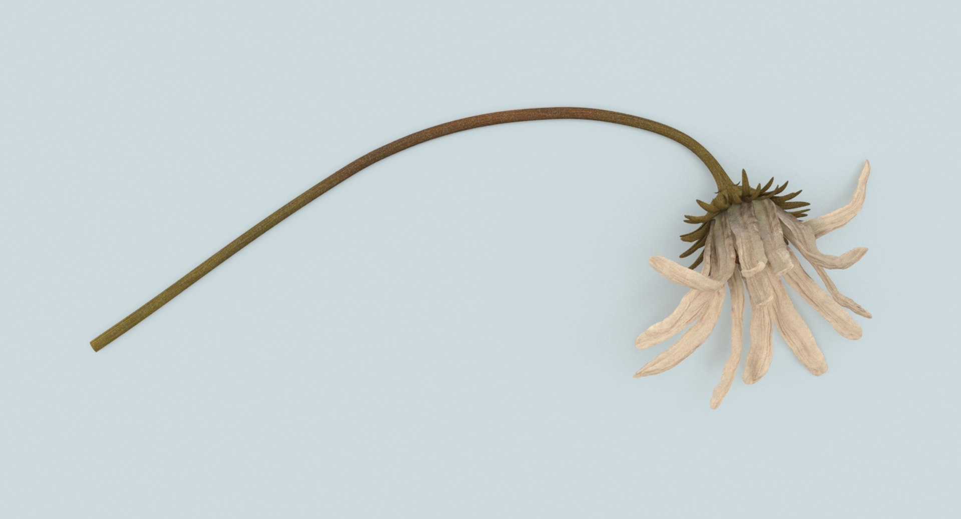 3d model dead daisy laying 02