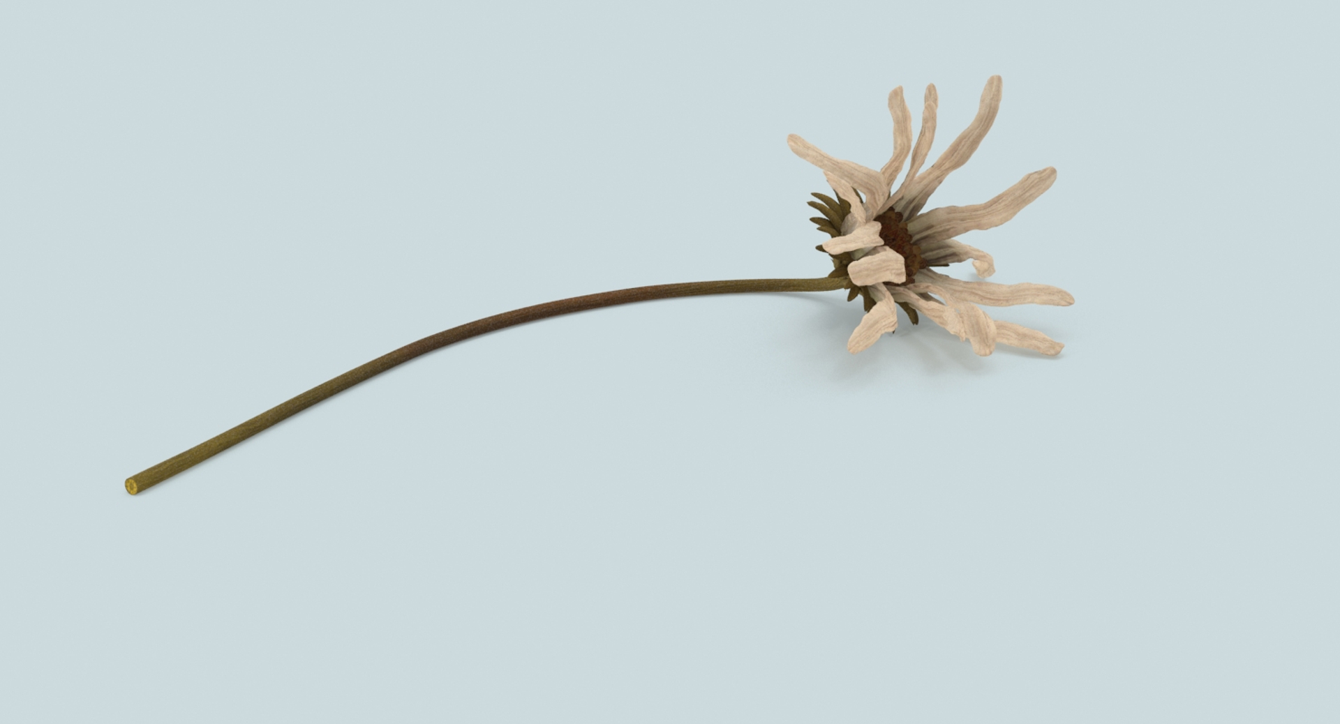 3d model dead daisy laying 02