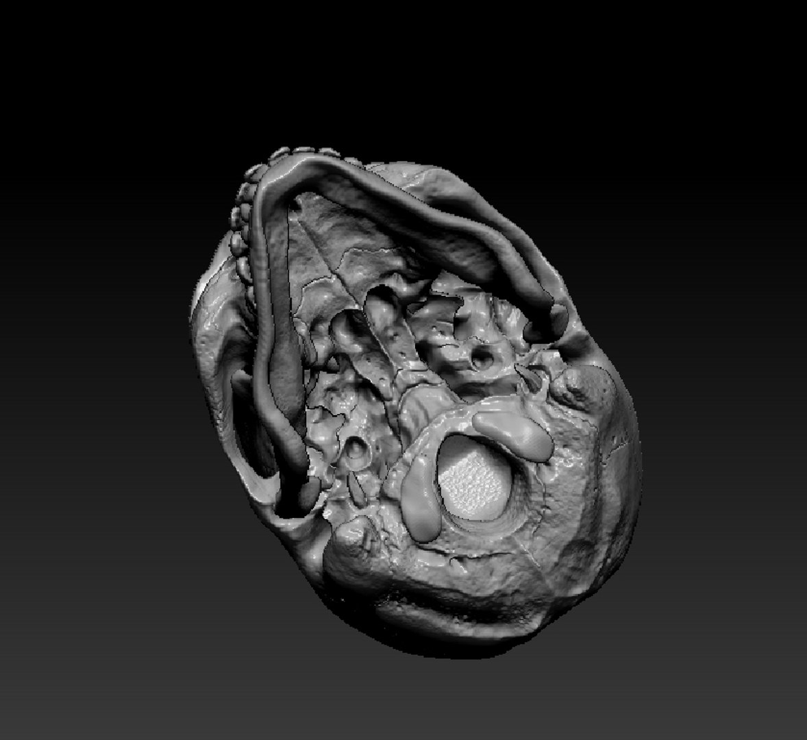 3D human skull - TurboSquid 1487821