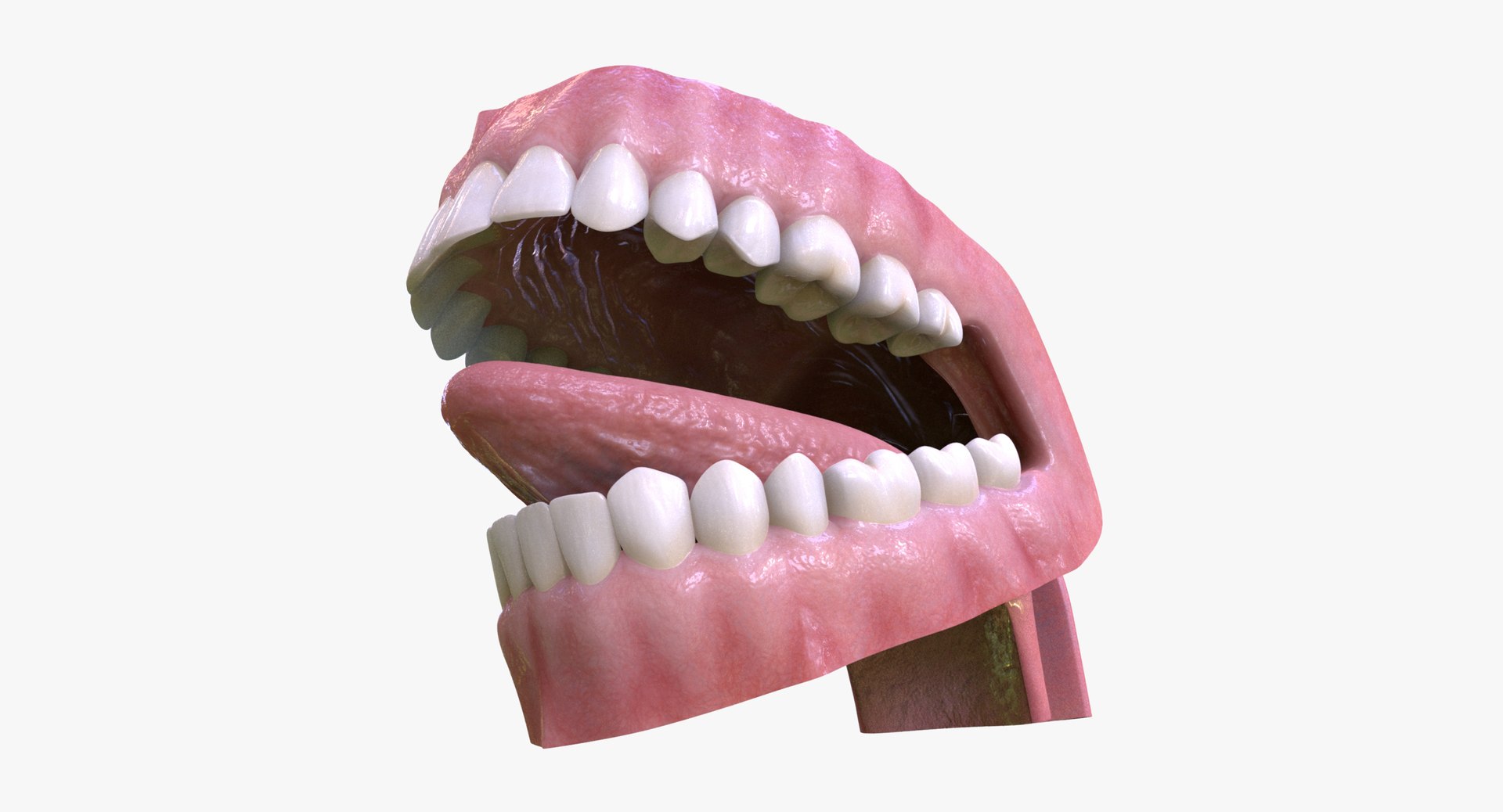 3d Dental Mouth Realistic Tongue Model