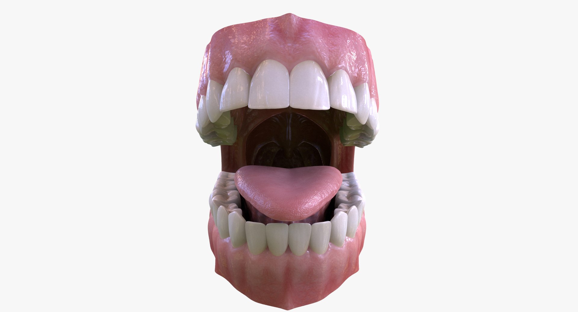 3d Dental Mouth Realistic Tongue Model