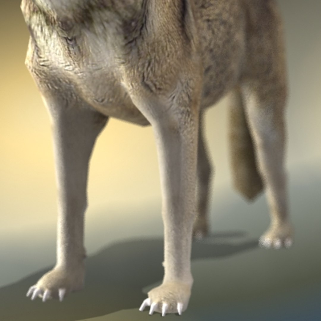 3d Realistic Low-poly Wolf Model