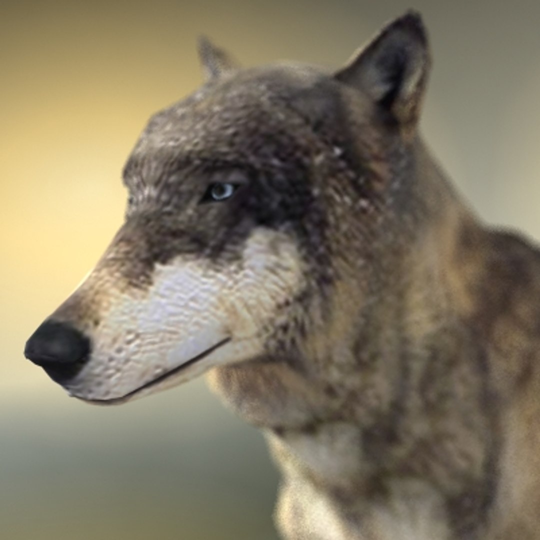 3d Realistic Low-poly Wolf Model