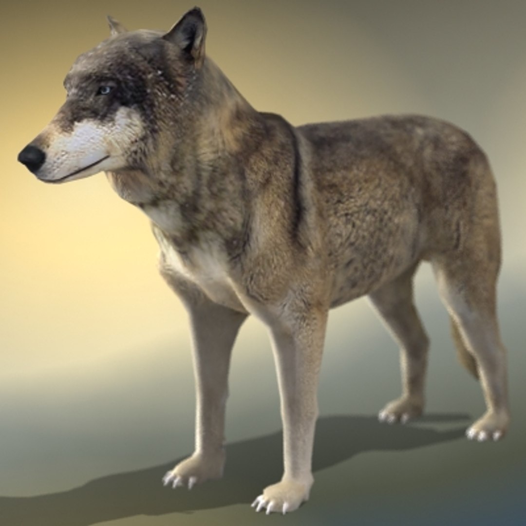 3d Realistic Low-poly Wolf Model