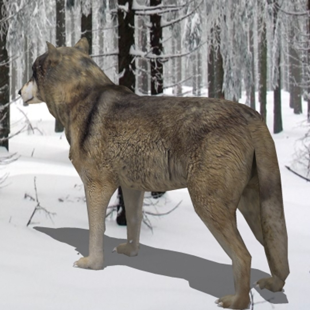 3d Realistic Low-poly Wolf Model