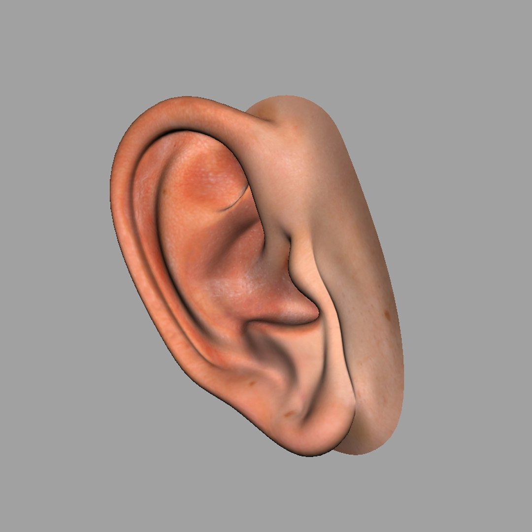 3D Realistic Human Ear Model - TurboSquid 1295637