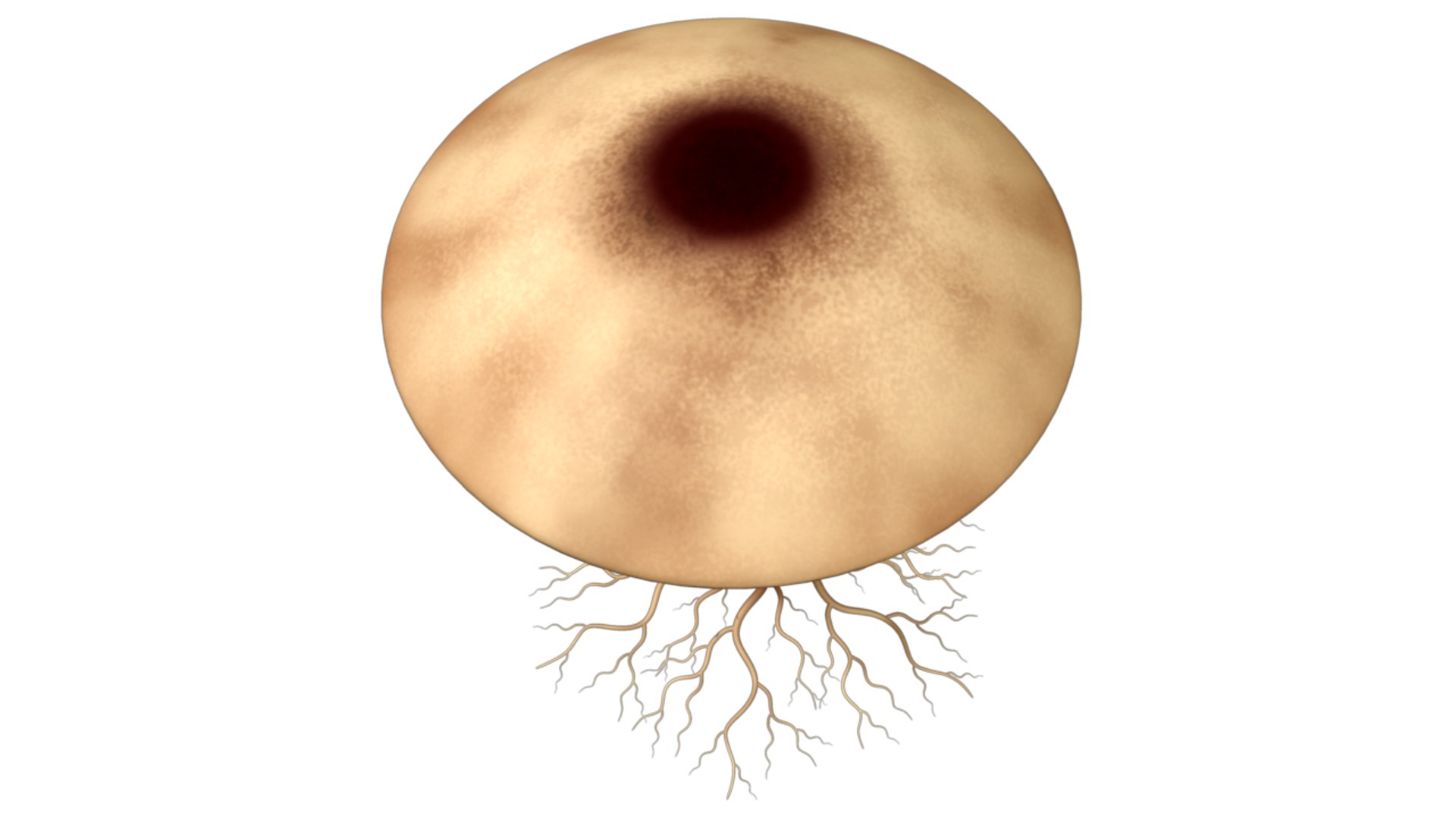 Mycelium Fungus Fungi 3d Model