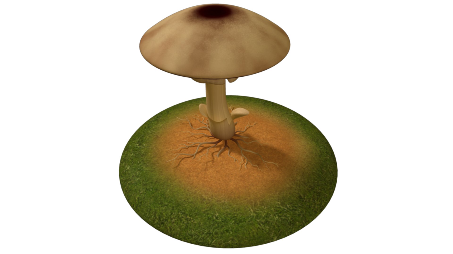 Mycelium Fungus Fungi 3d Model