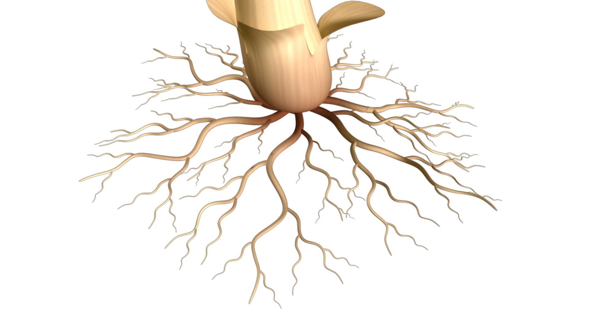 Mycelium Fungus Fungi 3d Model