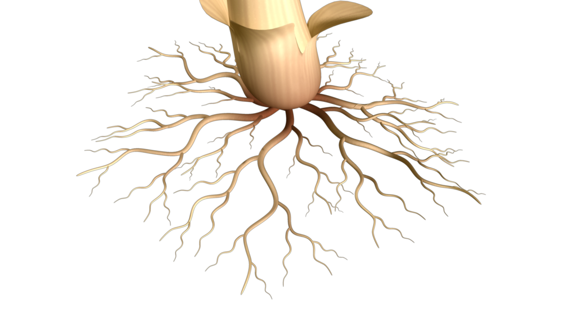 mycelium fungus fungi 3d model