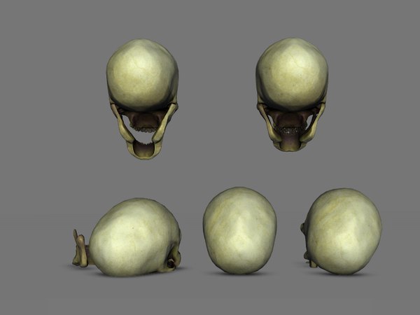 obj cranium skull