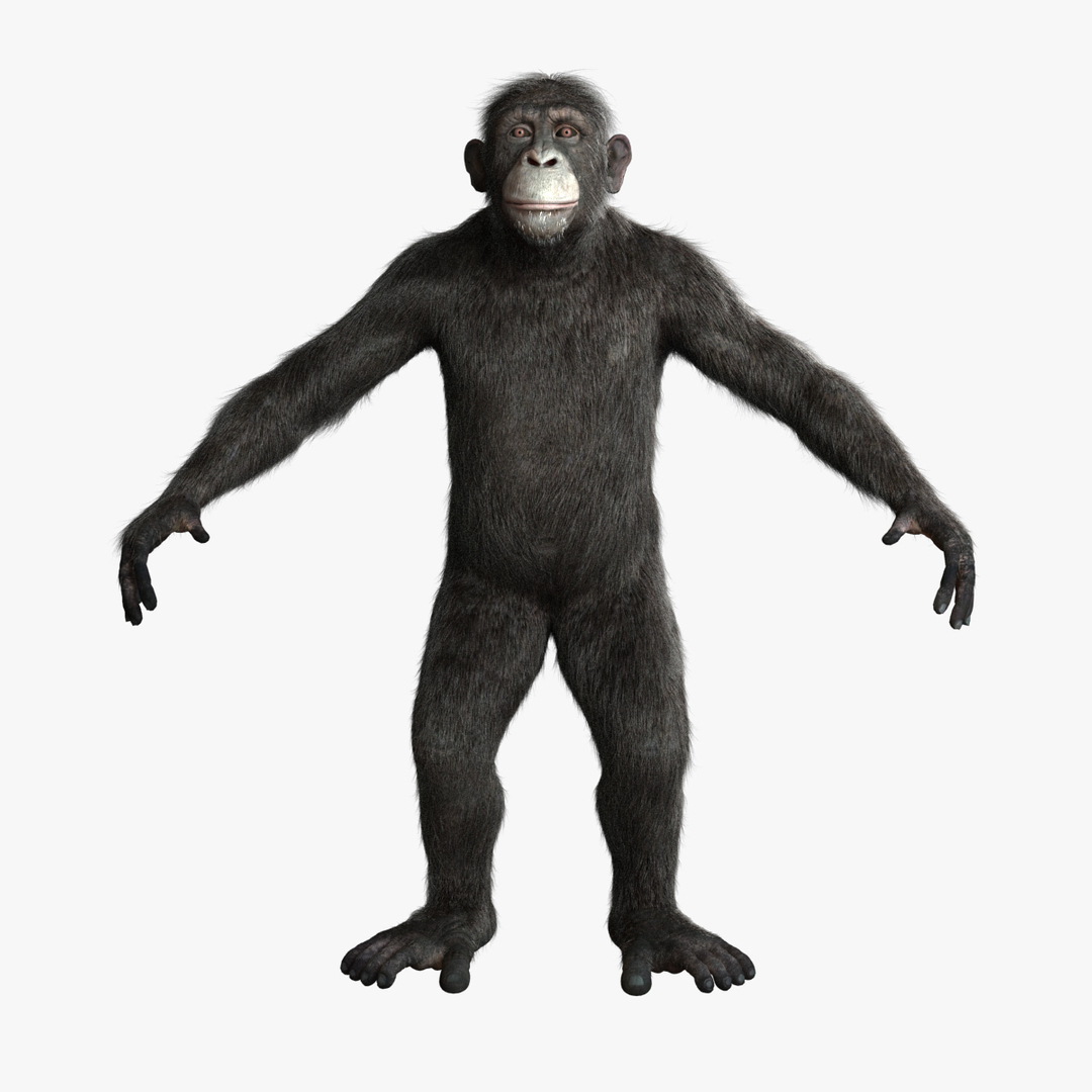 chimpanzee fur 3d obj