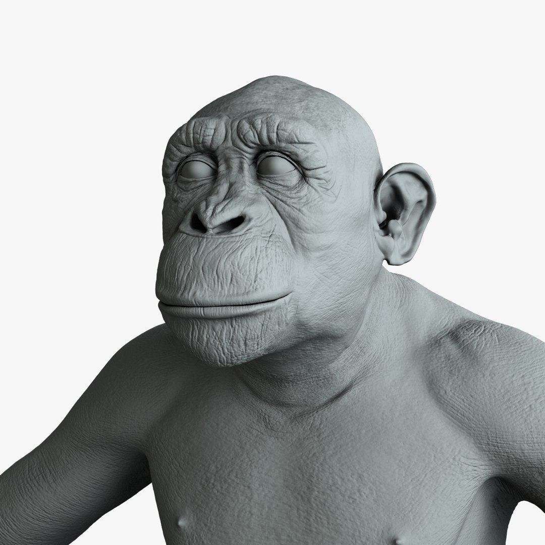 chimpanzee fur 3d obj
