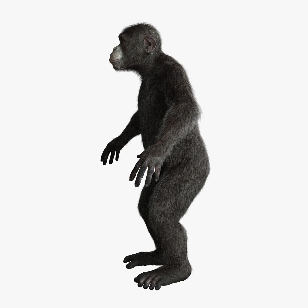 chimpanzee fur 3d obj