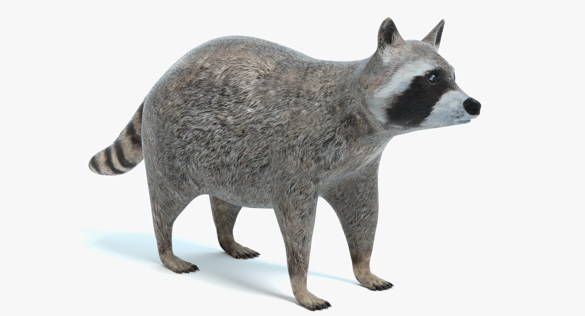 3D Raccoon Animations Model - TurboSquid 1197112