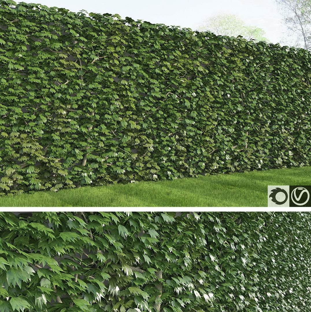 3d Rich Ivy Model