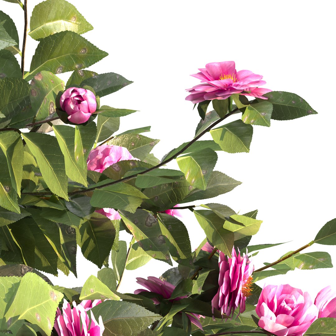Camellia 01 3D Model - TurboSquid 1899382