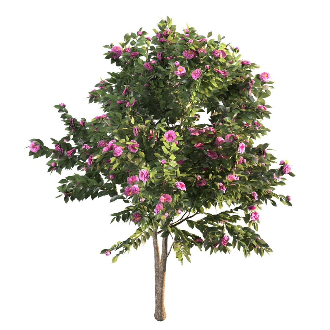 Camellia 01 3D Model - TurboSquid 1899382