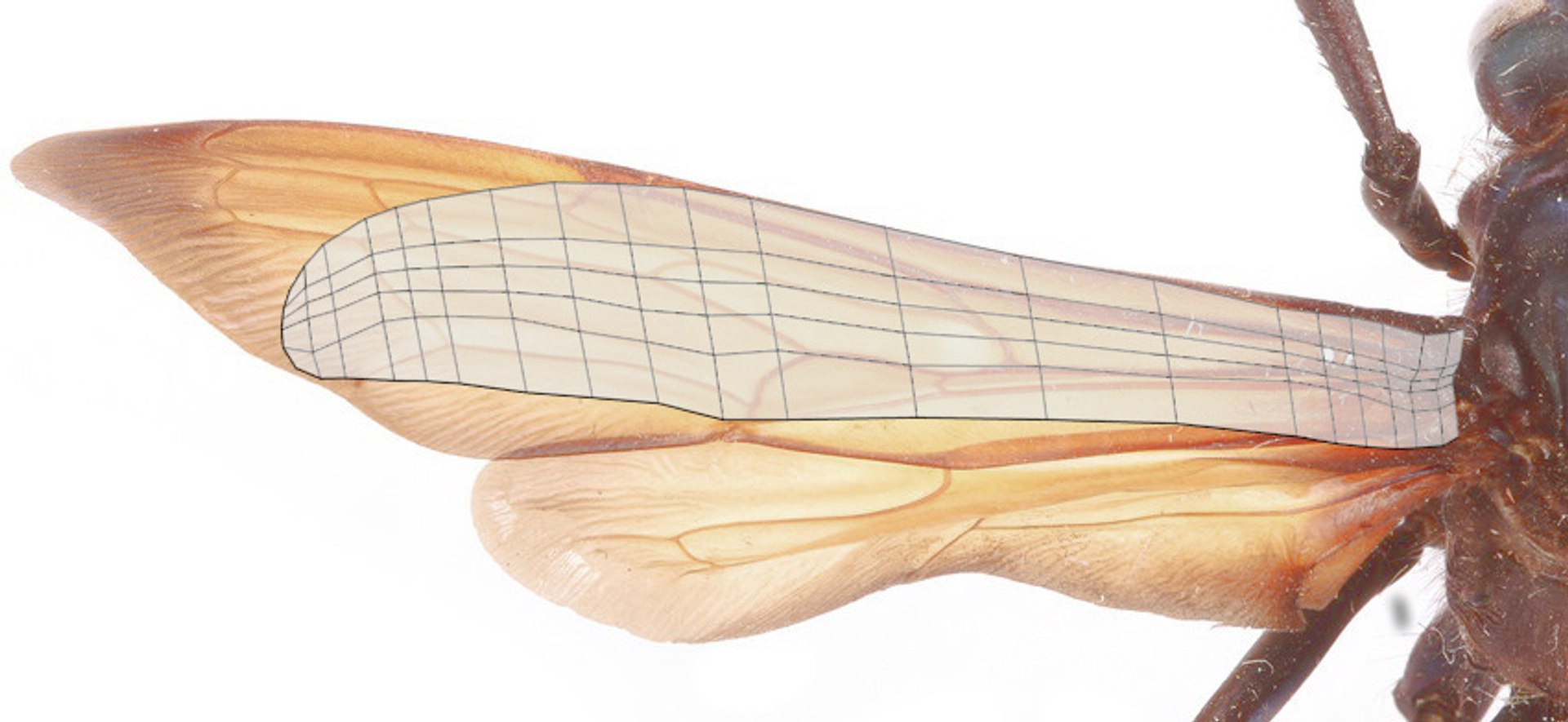 3D Model Hornet Nest - TurboSquid 1422422