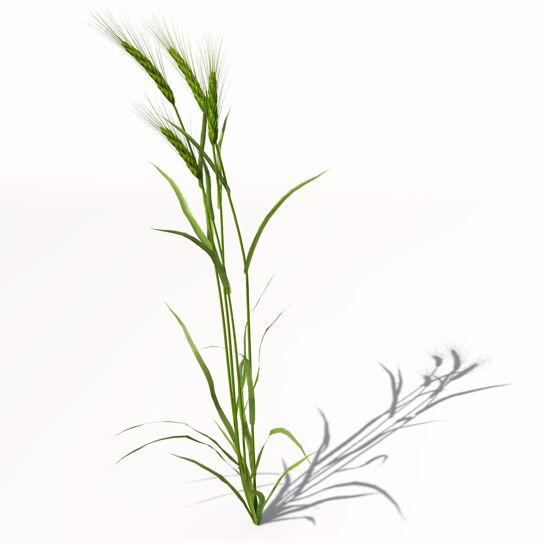 Barley Hordeum Vulgare 3d Model
