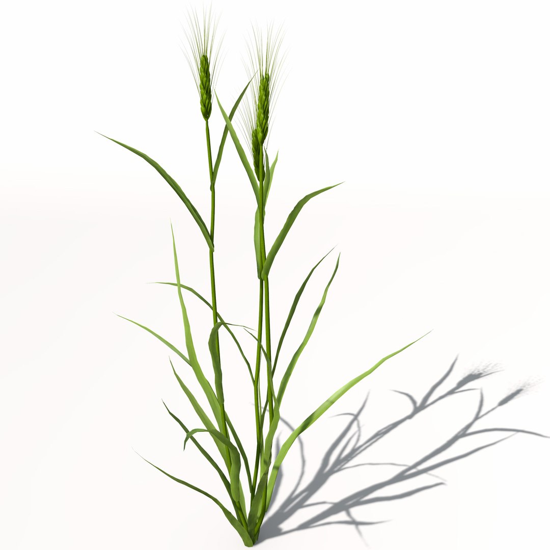 Barley Hordeum Vulgare 3d Model