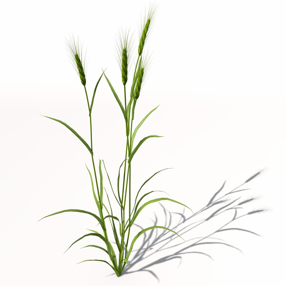 Barley Hordeum Vulgare 3d Model