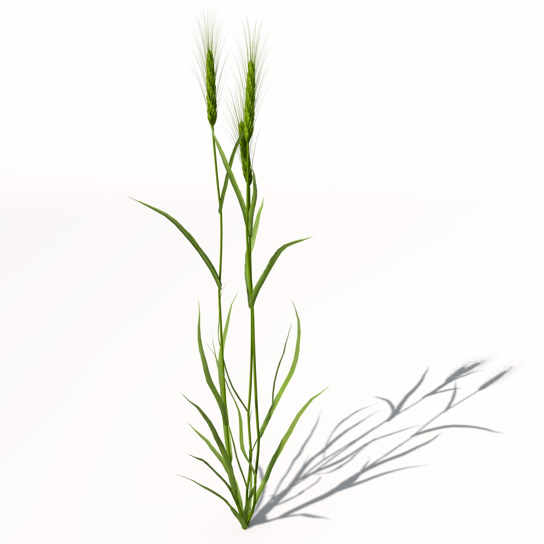 Barley Hordeum Vulgare 3d Model