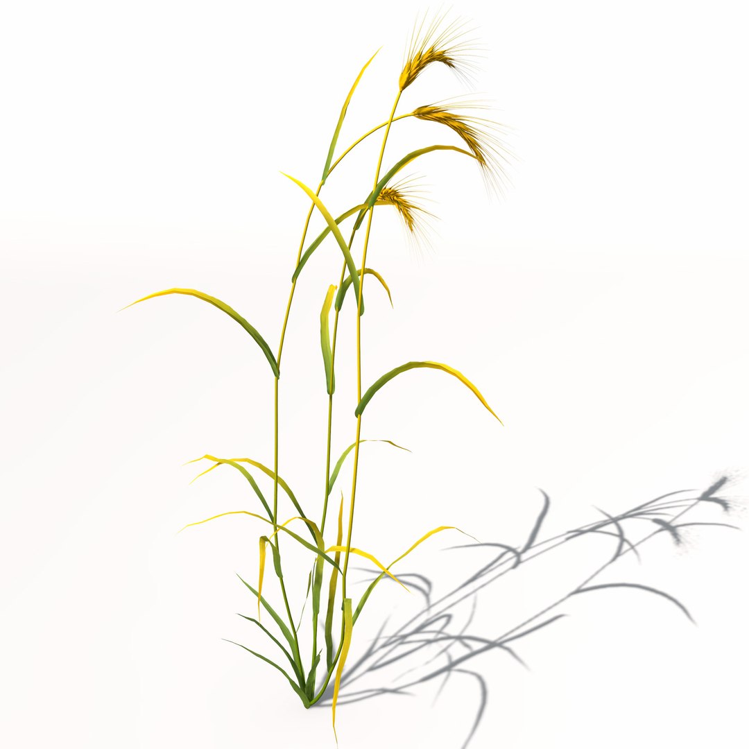 Barley Hordeum Vulgare 3d Model