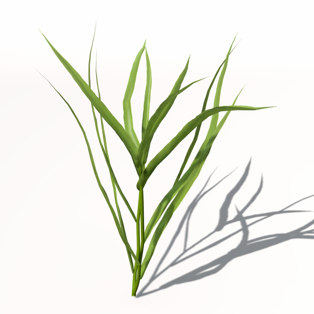 Barley Hordeum Vulgare 3d Model