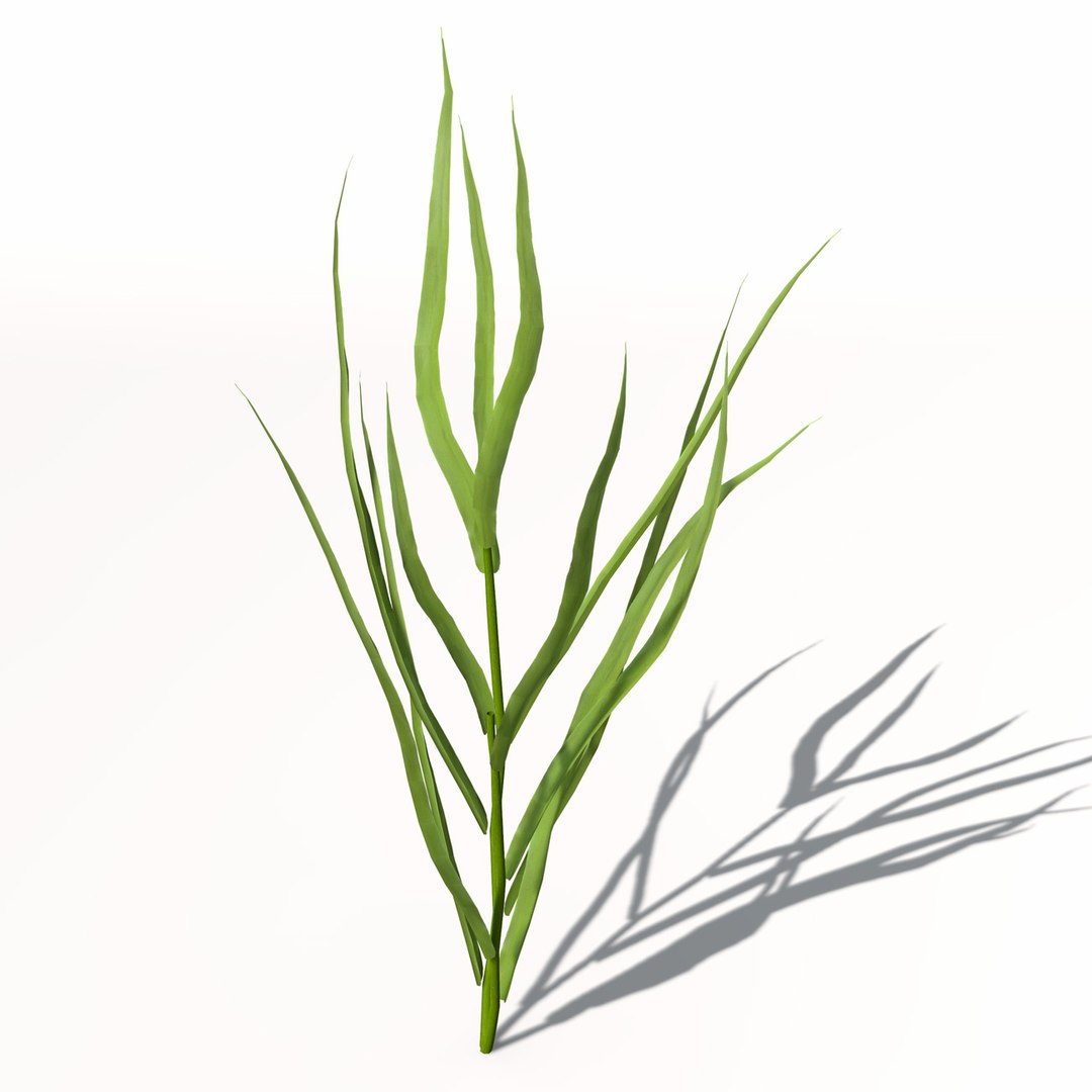 Barley Hordeum Vulgare 3d Model