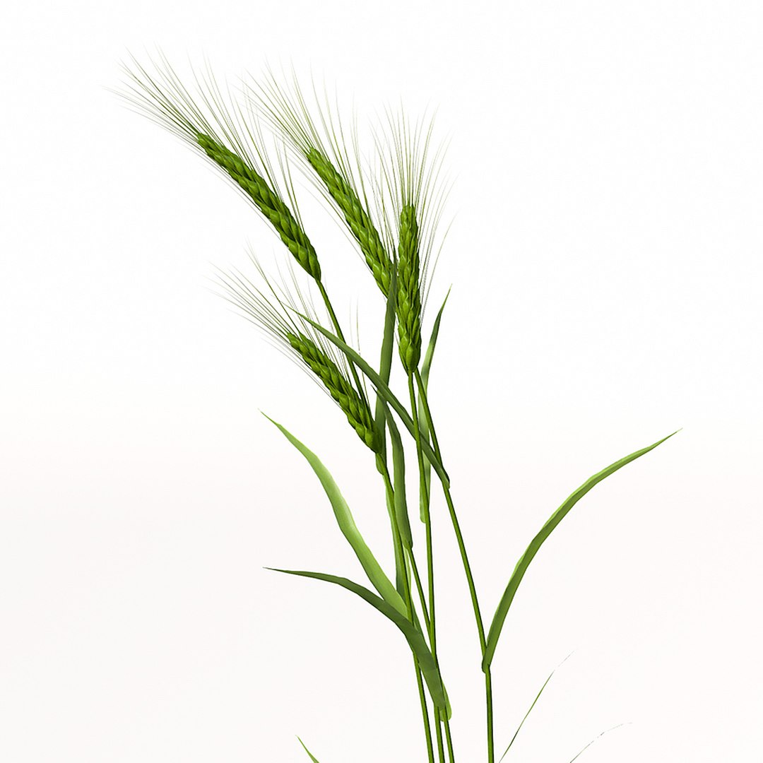 Barley Hordeum Vulgare 3d Model