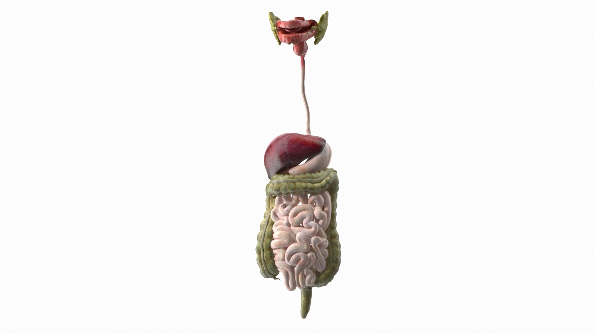 3D Boy Digestive System model - TurboSquid 1828859