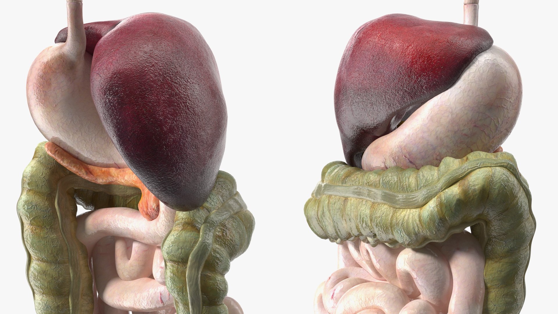 3D Boy Digestive System model - TurboSquid 1828859