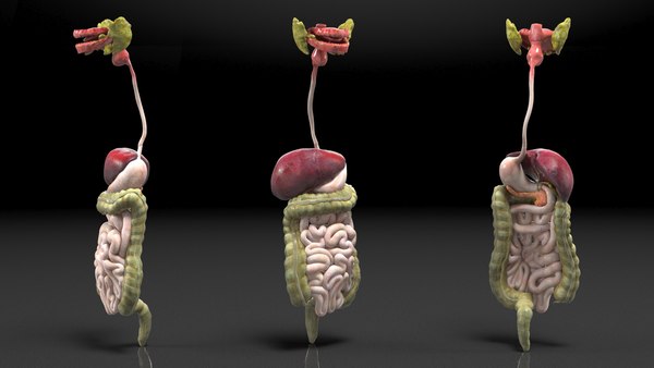 3D Boy Digestive System model - TurboSquid 1828859