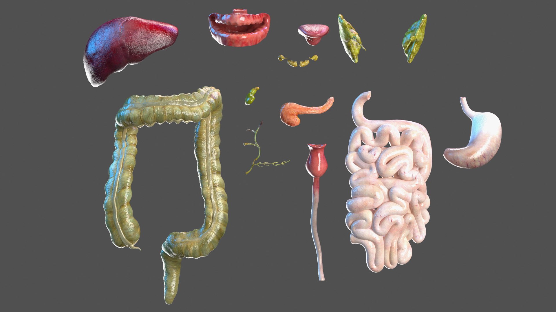 3D Boy Digestive System model - TurboSquid 1828859