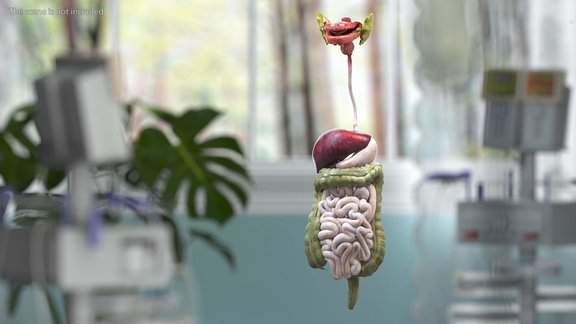 3D Boy Digestive System model - TurboSquid 1828859