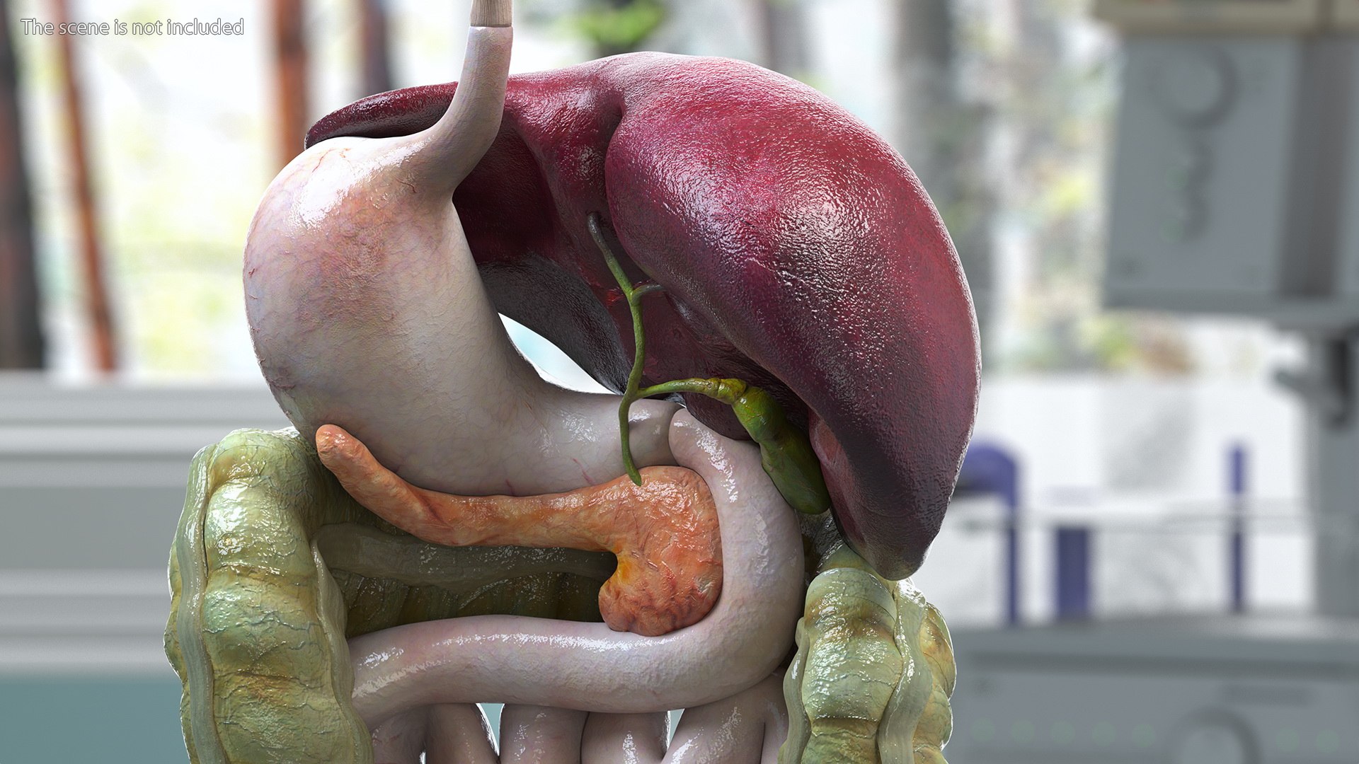 3D Boy Digestive System model - TurboSquid 1828859