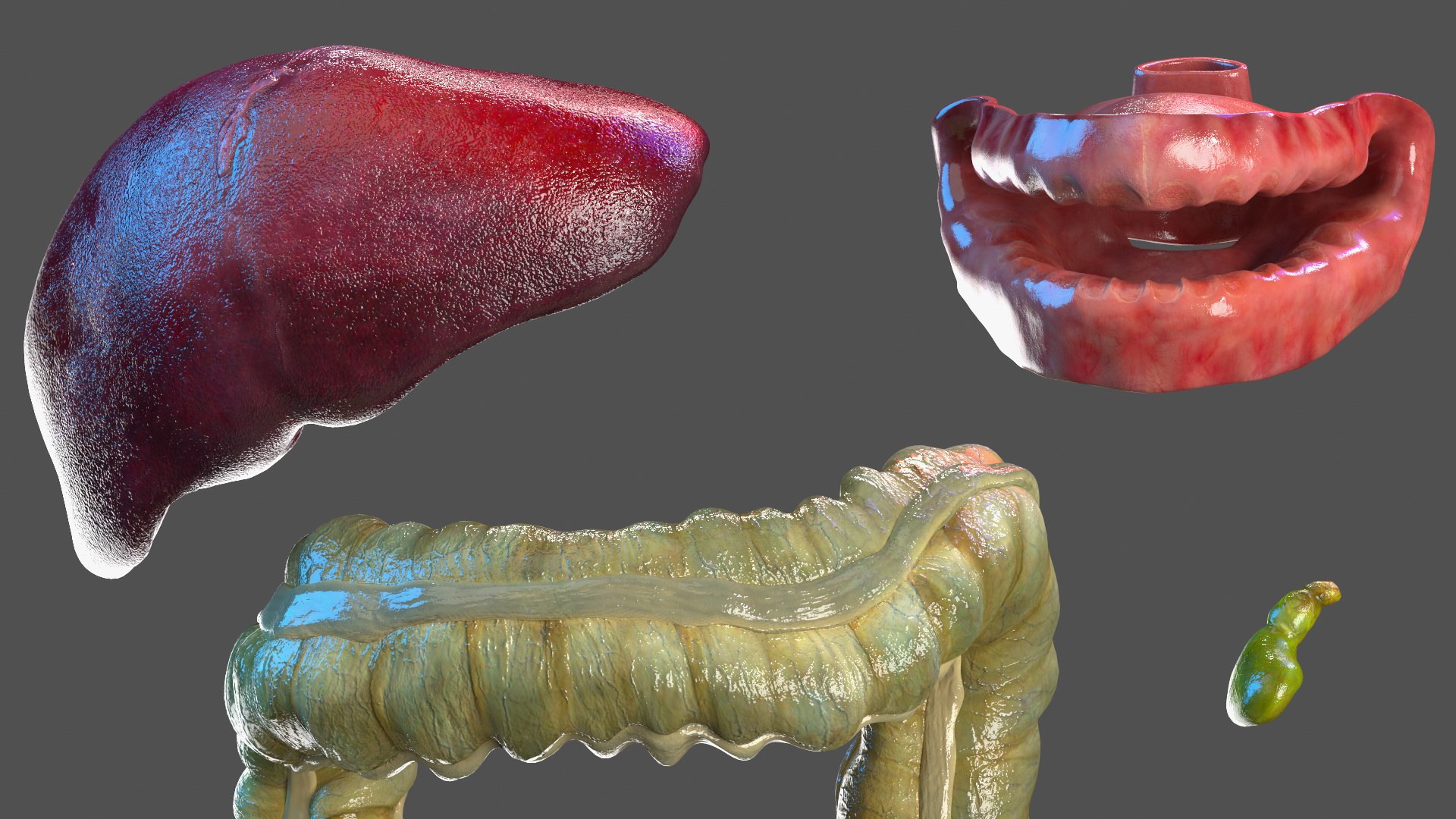 3D Boy Digestive System model - TurboSquid 1828859