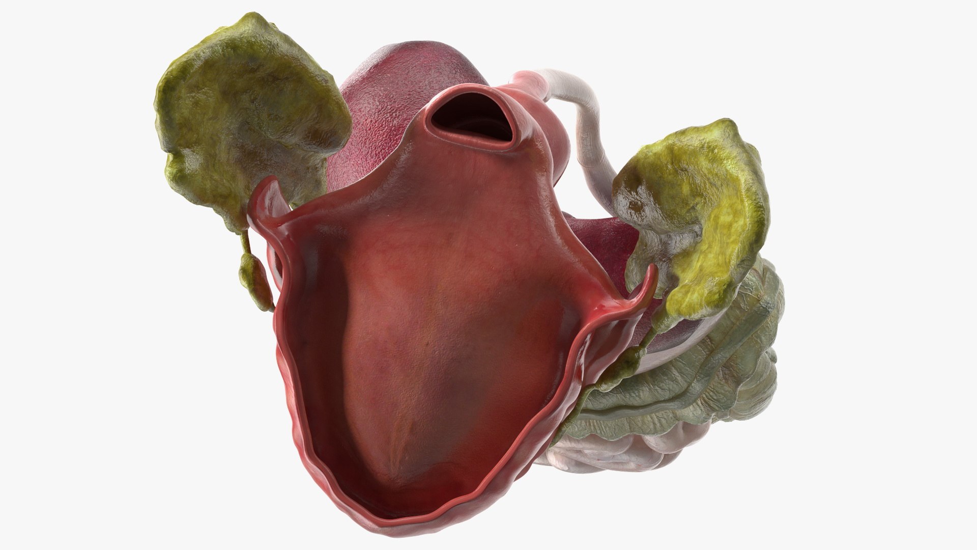 3D Boy Digestive System model - TurboSquid 1828859