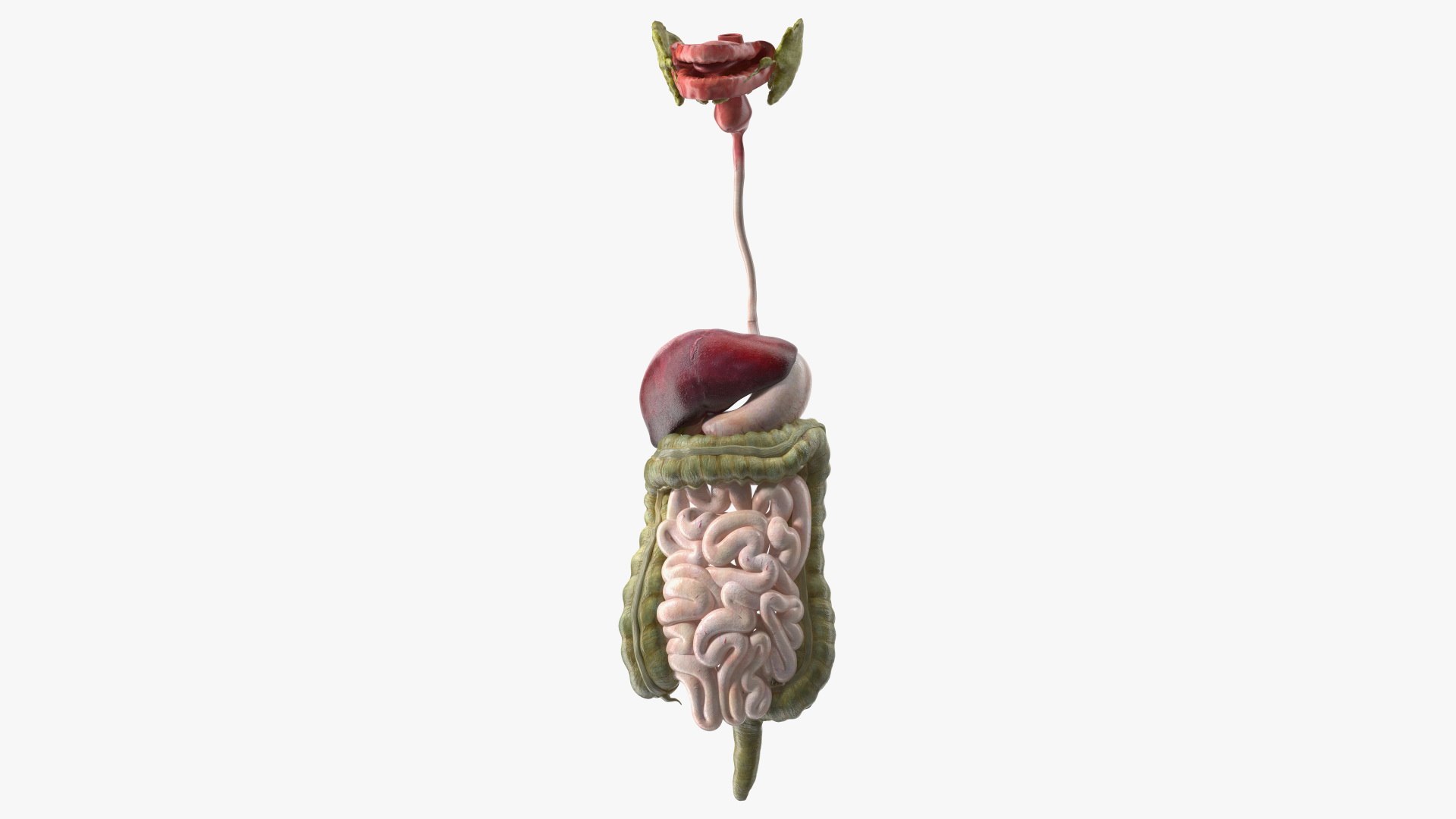 3D Boy Digestive System model - TurboSquid 1828859