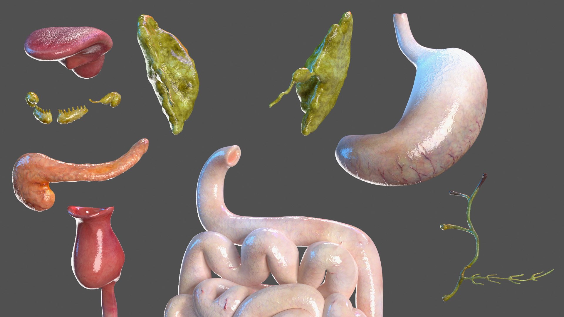 3D Boy Digestive System model - TurboSquid 1828859