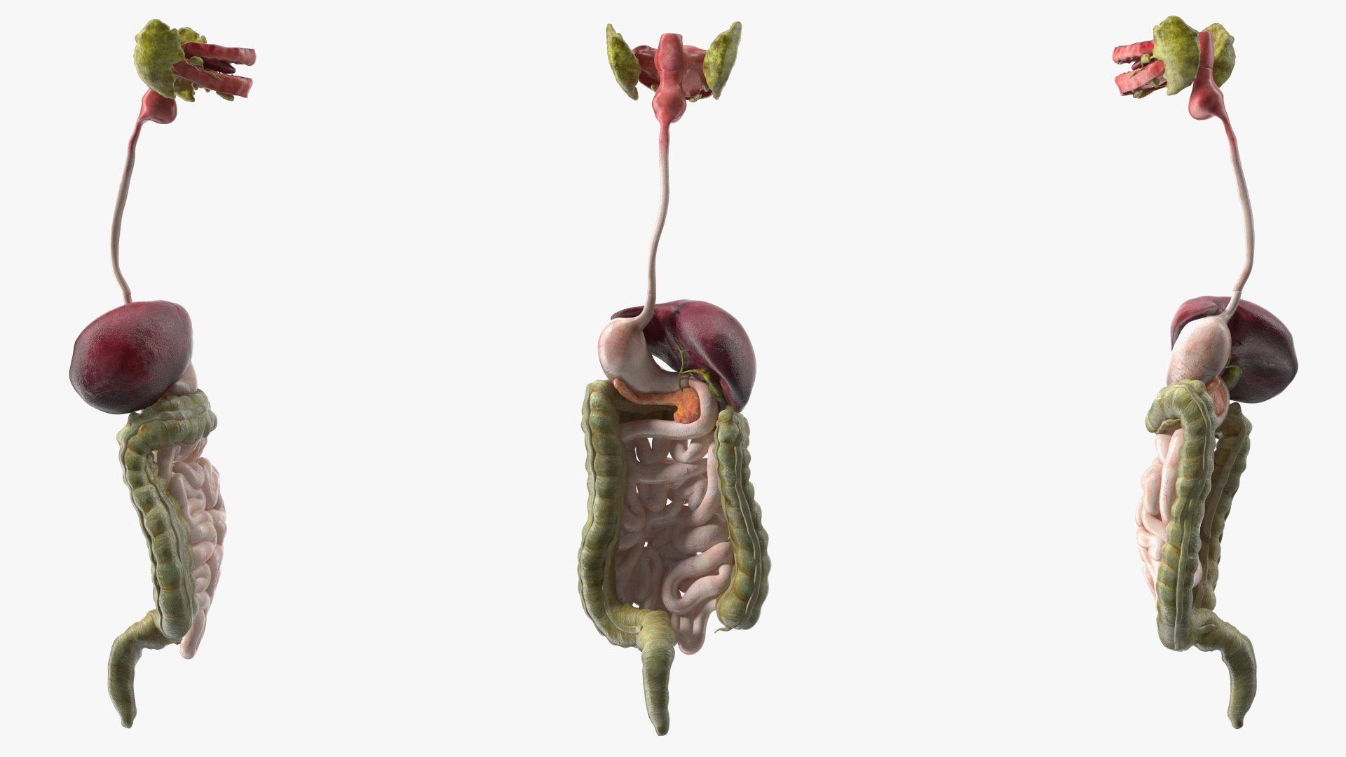 3D Boy Digestive System model - TurboSquid 1828859